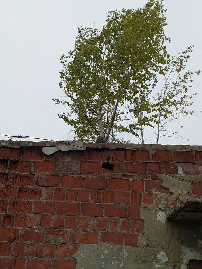 Tree Growing on Top of House and Strong Wind Stock Photo - Image of ...
