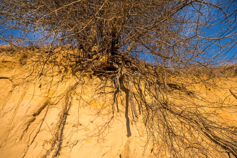 A Tree Growing on the Top of a Loess Ravine Slope. Stock Photo - Image ...