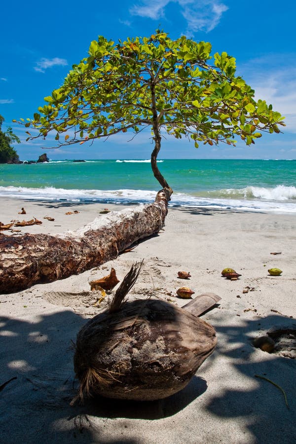 Tree Growing Towards the Sea Stock Image - Image of forest, tree: 11540099