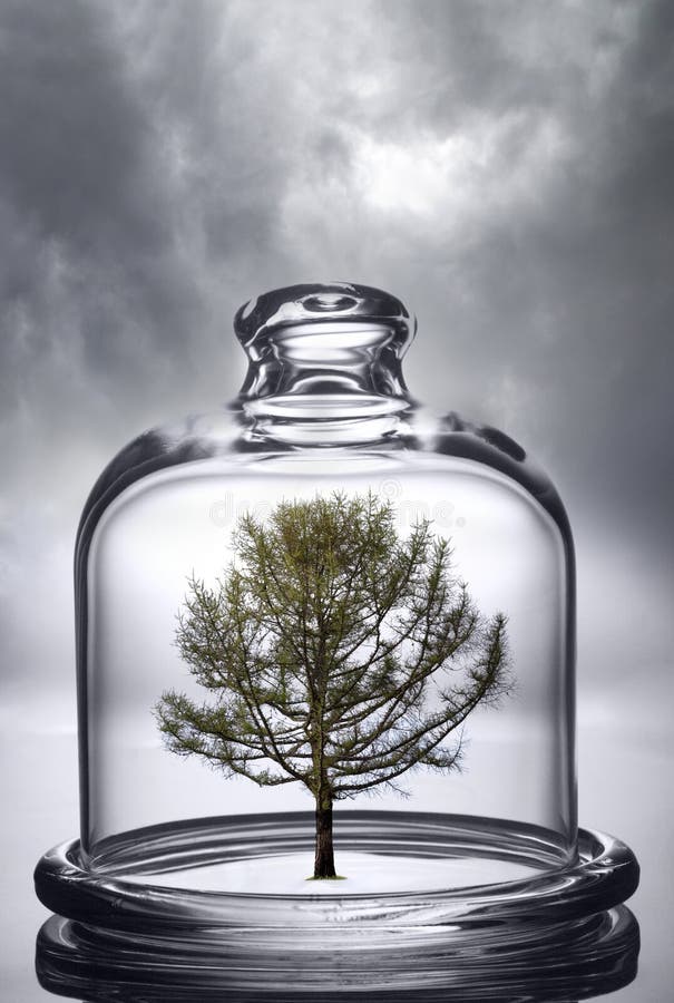 Tree Growing Under a Glass Dome on Cloud Background. Environment Stock ...