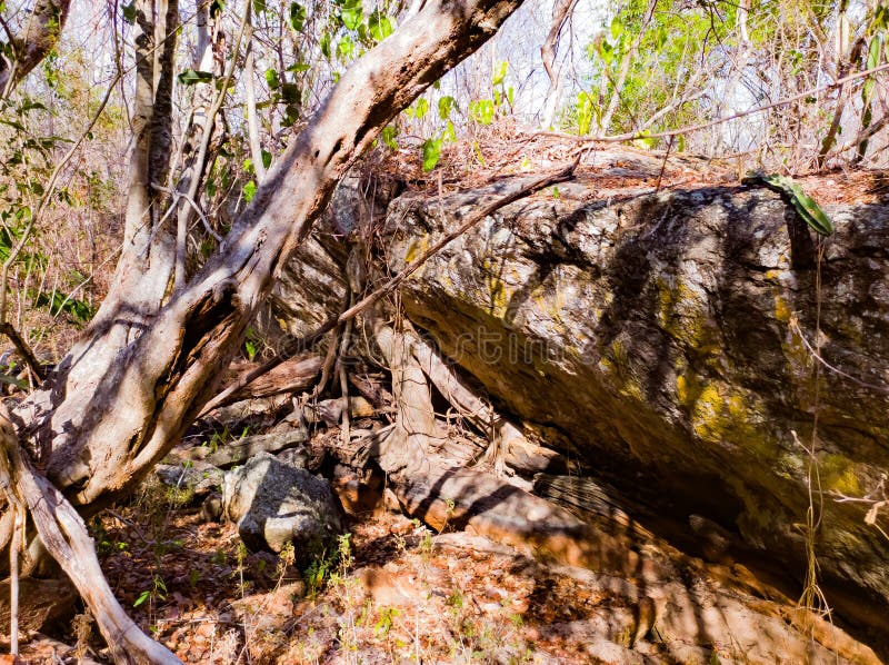 Tree Growing from Under the Rock Stock Photo - Image of wood, rock ...