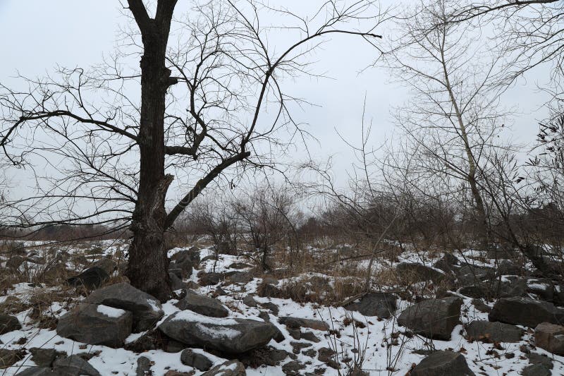 Tree Growing Up from Stones Covered with Snow Stock Image - Image of ...