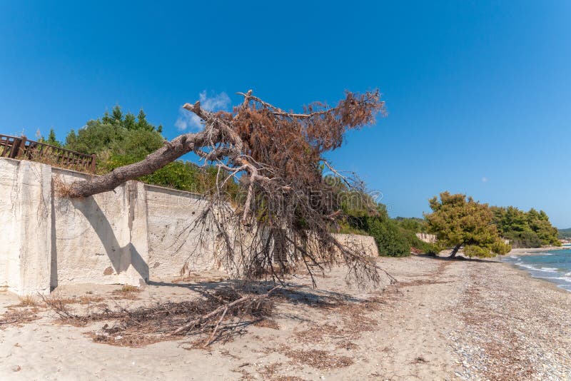 Tree Growing through the Wall Stock Photo - Image of outdoor, landscape ...