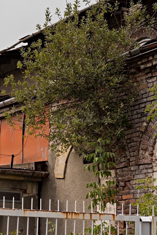 A Tree Growing on the Wall of a Brick Building. Stock Image - Image of ...