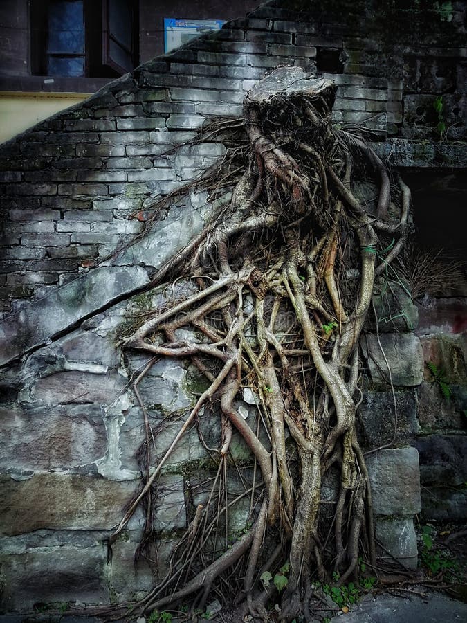Tree Growing on the Wall and the Root Break Though the Wall Stock Photo ...