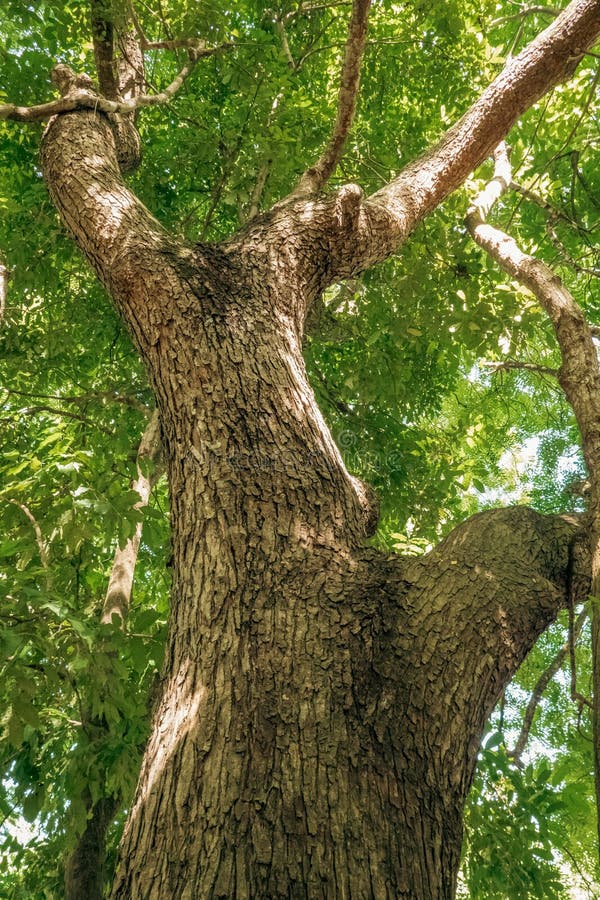 A Tree Growing in the Wild at Gede Museum in Malindi, Kenya Stock Image ...