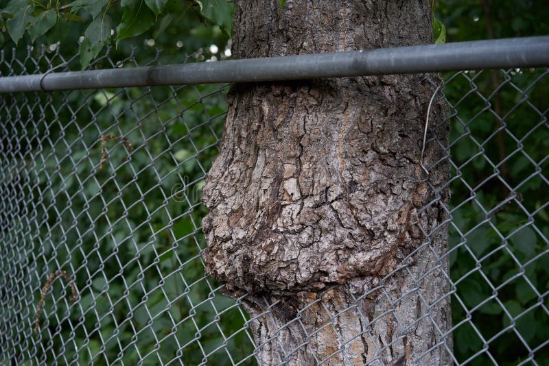 245 Tree Growing Over Fence Stock Photos - Free & Royalty-Free Stock ...