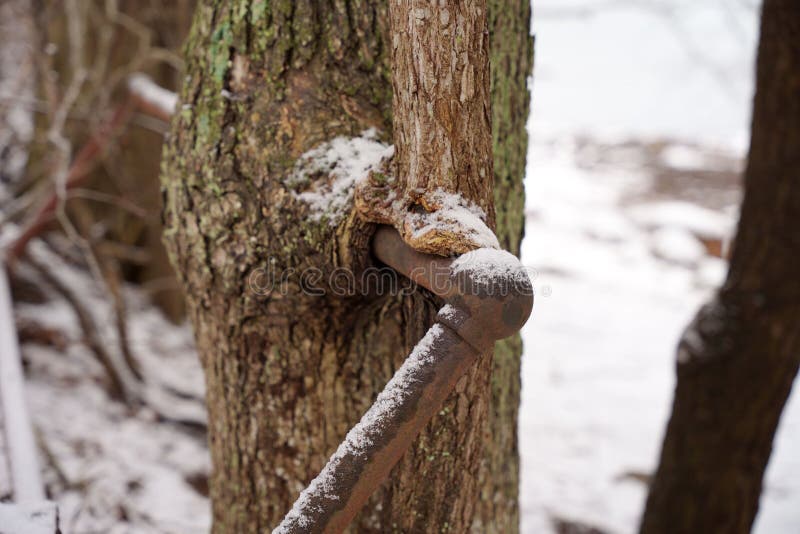 Tree, Grown with a Rusty Metal Pipe in Its Mossy Trunk Stock Photo ...