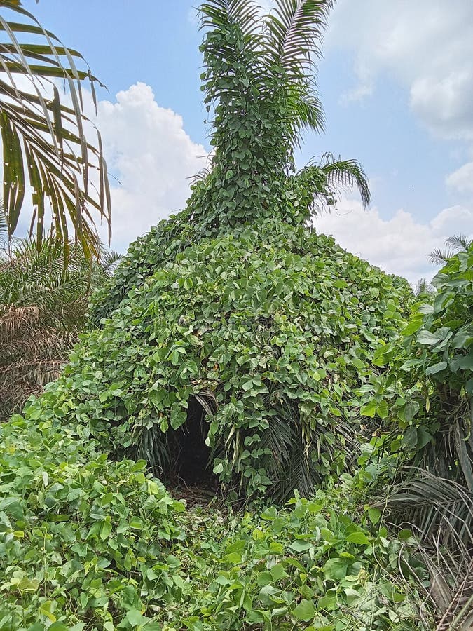 A Tree Grown by Spreading Grass, Shaped Like a Dwarf House. Stock Photo ...