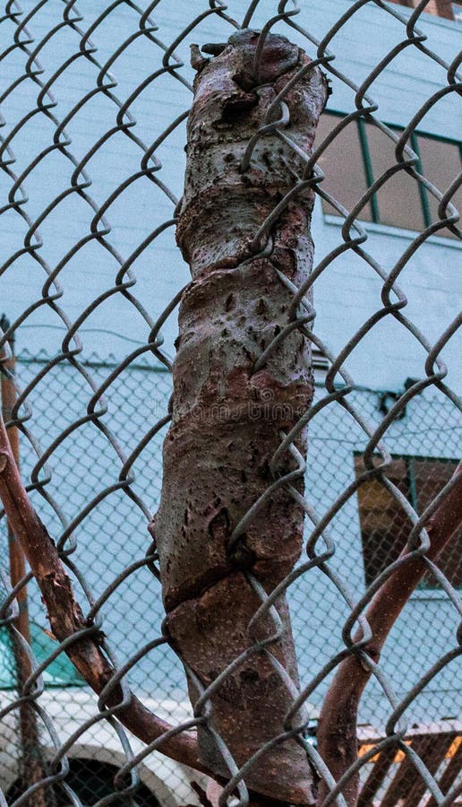 Tree grows around fence stock photo. Image of fence - 173286444