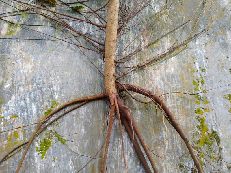 A Tree that Grows Attached To the Wall Stock Image - Image of deciduous ...