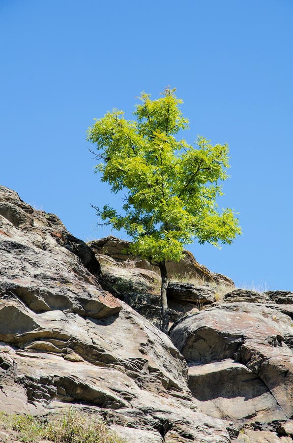 Tree Grows on Rock Cliff stock image. Image of pine, cliff - 43616915