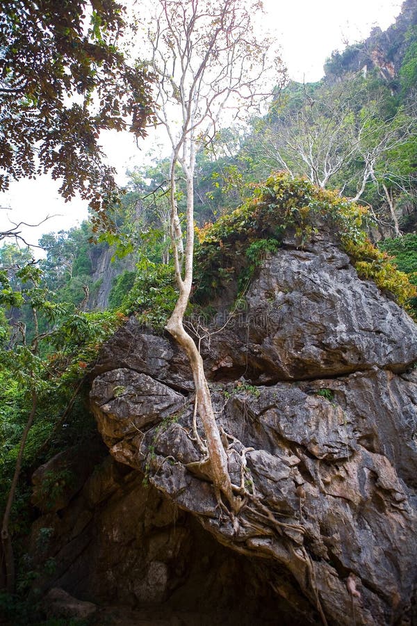 Tree Grows on Rock Cliff stock image. Image of blue, canyon - 43616915