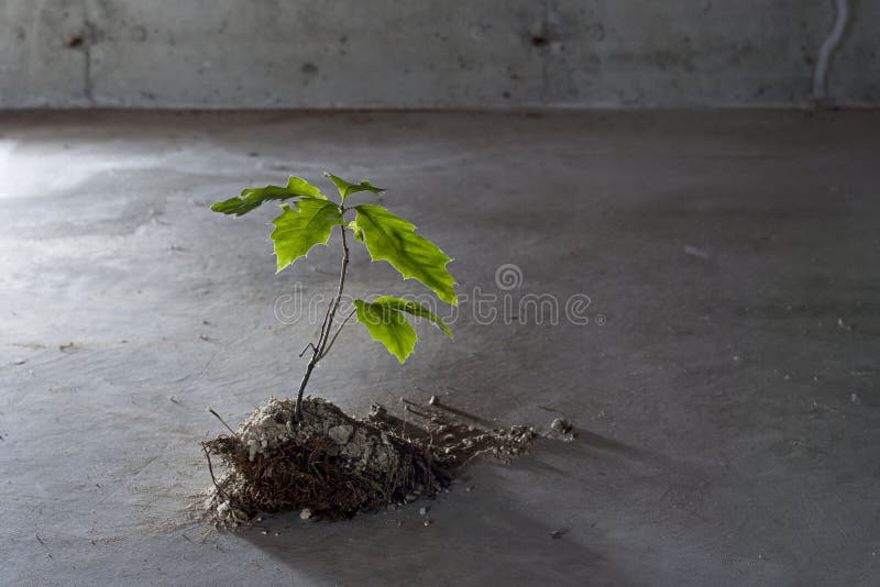 Tree Grows from Concrete stock photo. Image of tree, pavement - 26410968