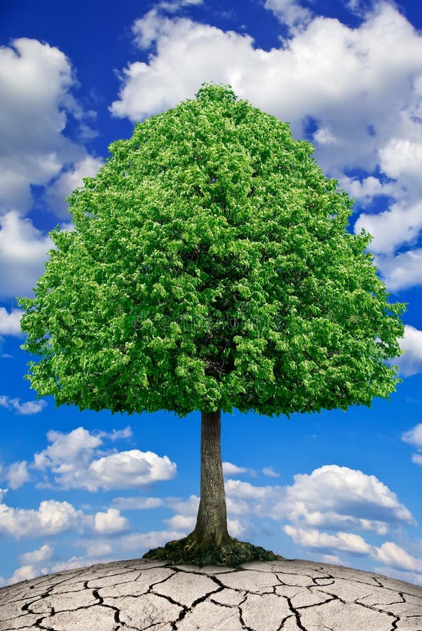 The Tree Grows on Dry Ground Against the Sky. Stock Image - Image of ...