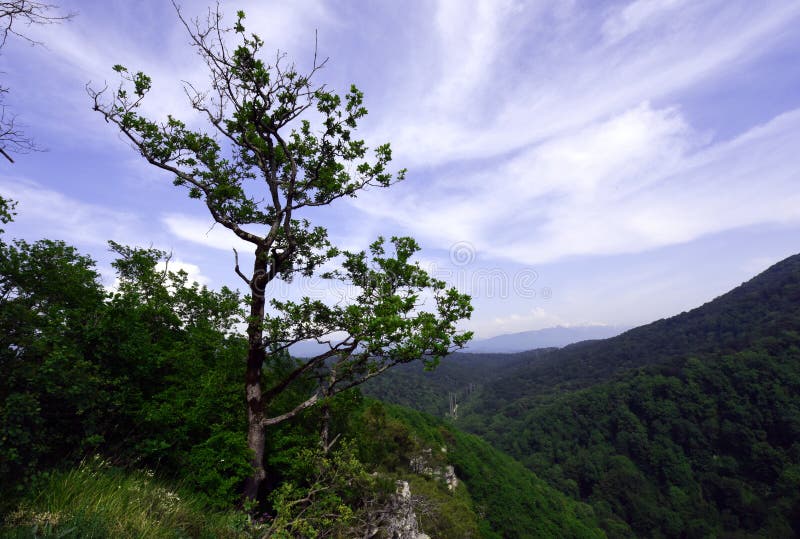 Tree stock photo. Image of russia, panorama, landscape - 55304114