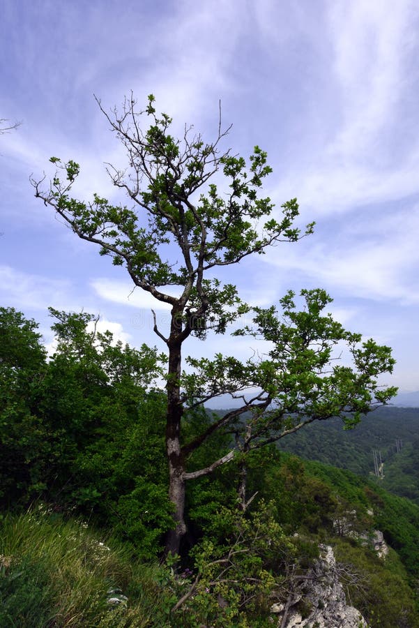 Tree stock photo. Image of nature, mountain, sochi, leaves - 55304662