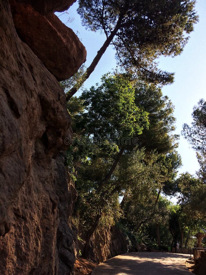 Tree over a precipice stock image. Image of park, edge - 128280425