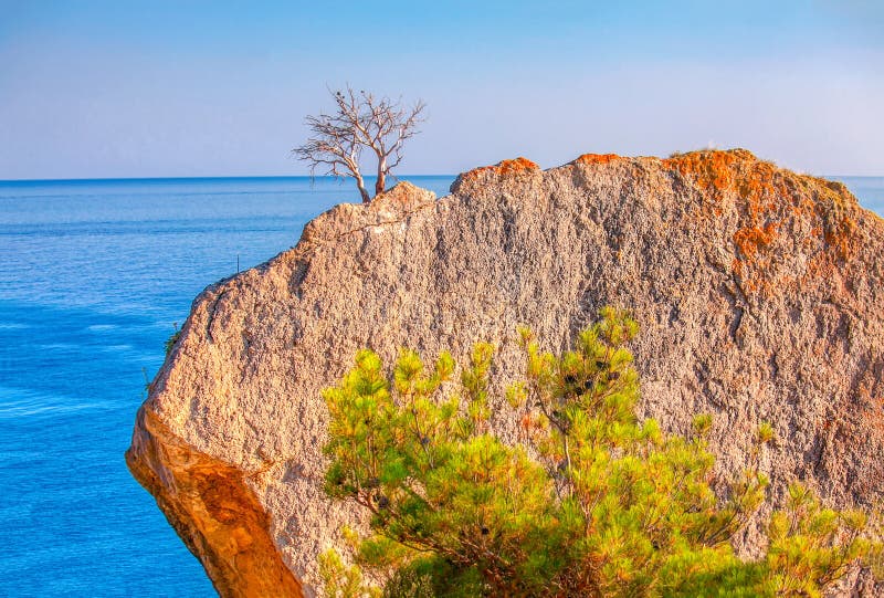 Tree growing on the cliff stock photo. Image of tourism - 133732632