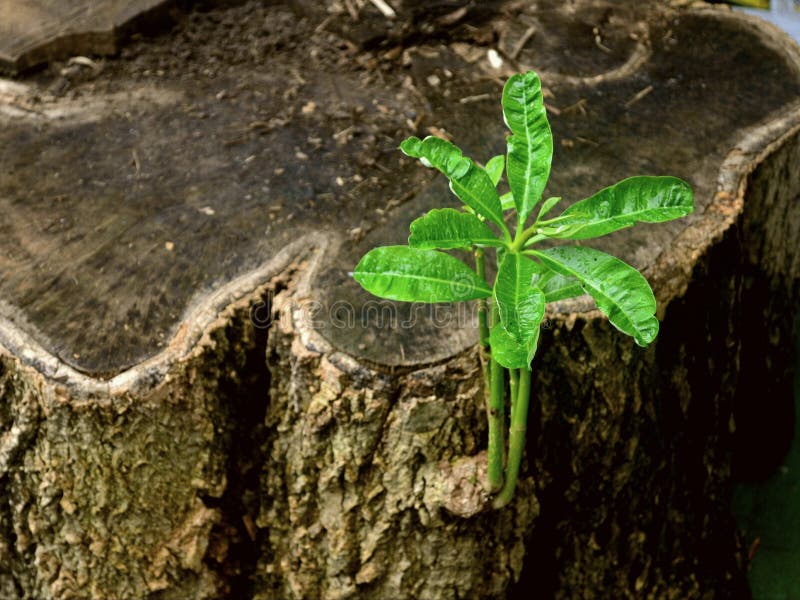 Soft Shoots of the Tree with Trunks are Cut Stock Photo - Image of ...