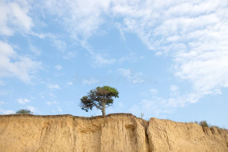 Tree Grows on a Gentle Sandy Cliff Stock Image - Image of park, windy ...
