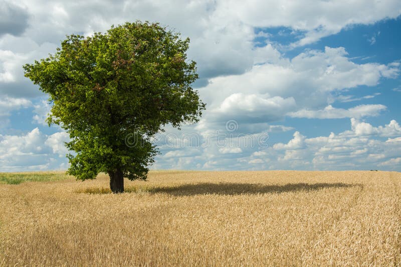 The tree grows in grain stock image. Image of cloud - 121853393