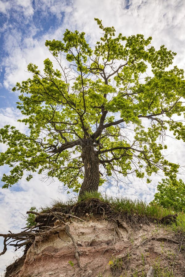 Tree Roots Weathering