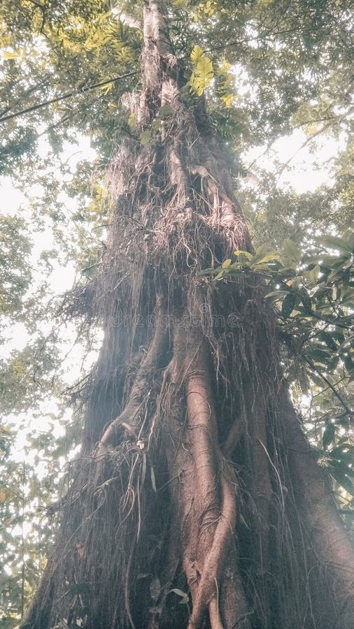 A Tree that only Grows on the Indonesian Island of Lombok Stock Photo ...