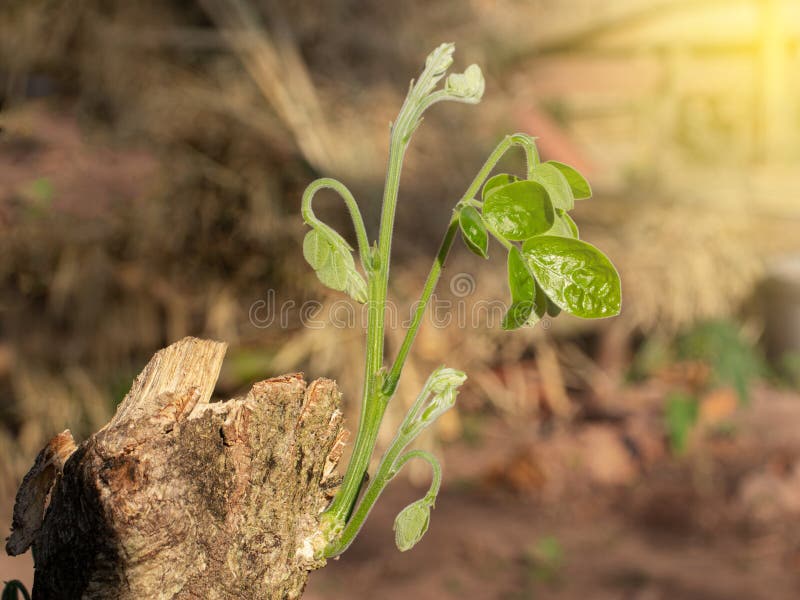 A Tree that Grows from Its Own Tree from Human Destruction. Stock Image ...