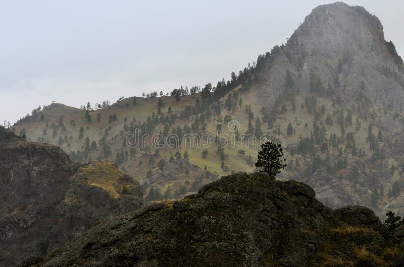 Tree Grows on Lava Rock in Missouri River Stock Photo - Image of mist ...