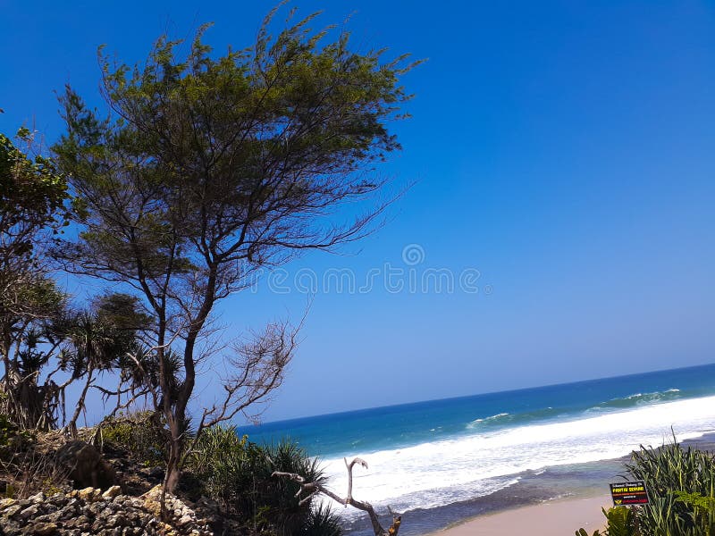 A Tree that Grows and Lives on the Seashore Stock Image - Image of cove ...