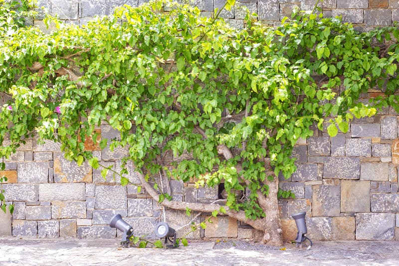 Tree Grows Near the Stone Blocks Wall. Stock Image - Image of ...