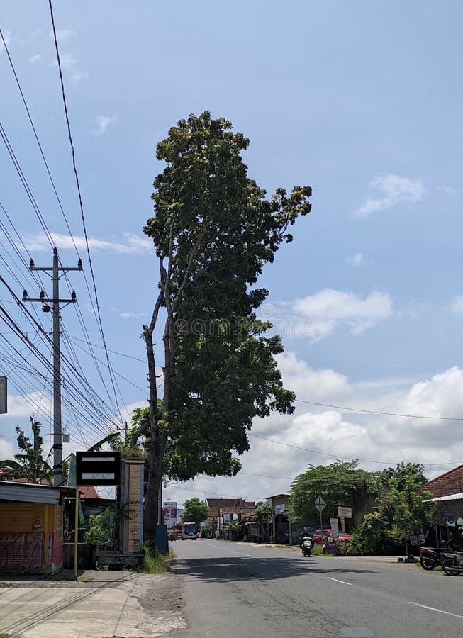 A Tree that only Grows on One Side because of the Power Grid Next To it ...