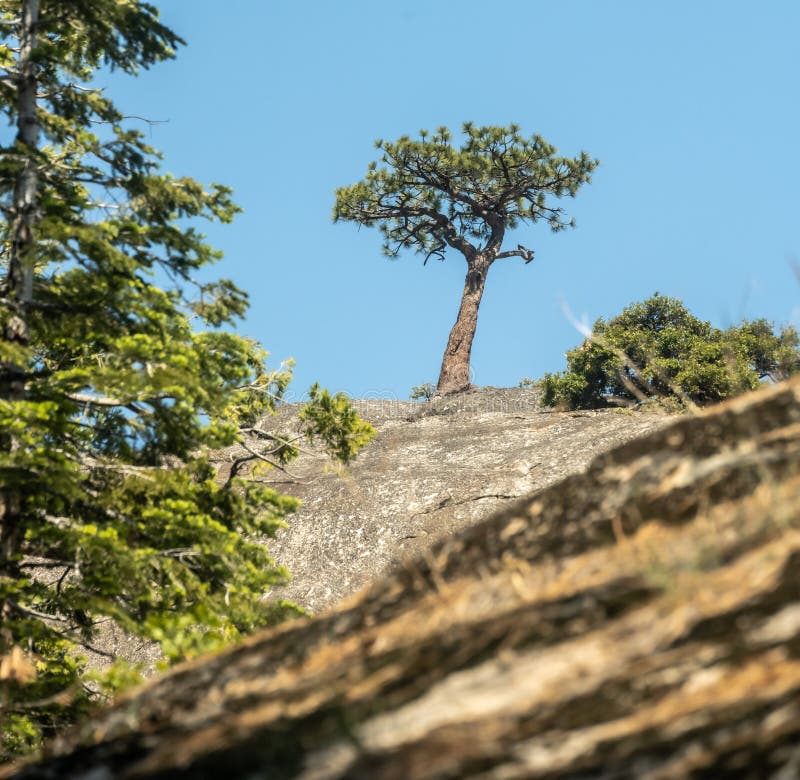 Tree Grows Out of Granite in Yosemite Wilderness Stock Image - Image of ...