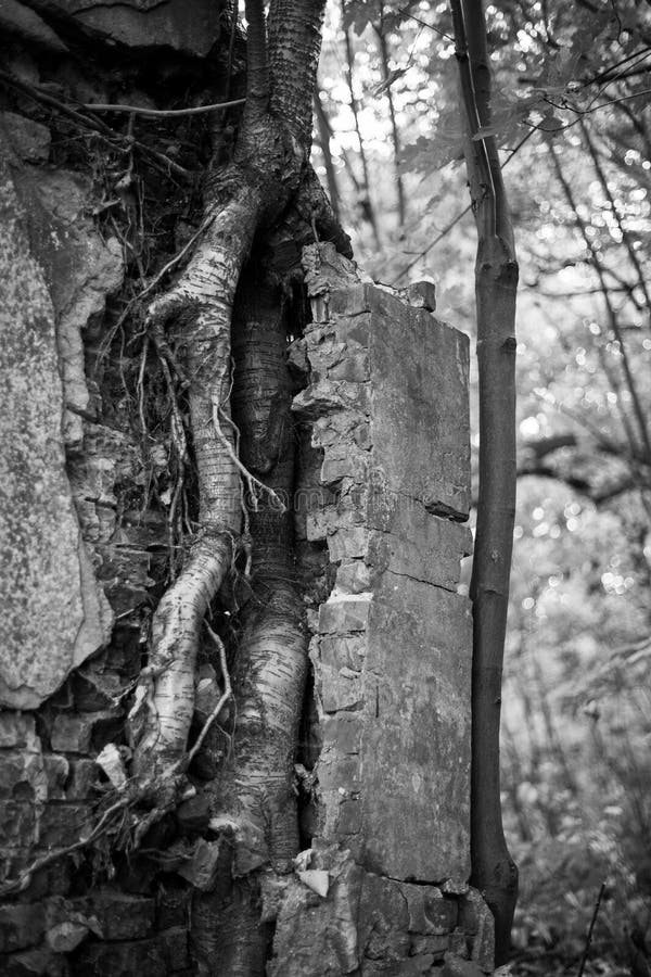 The Tree Grows Out of the Ruins of an Old Building with a Brick Wall ...