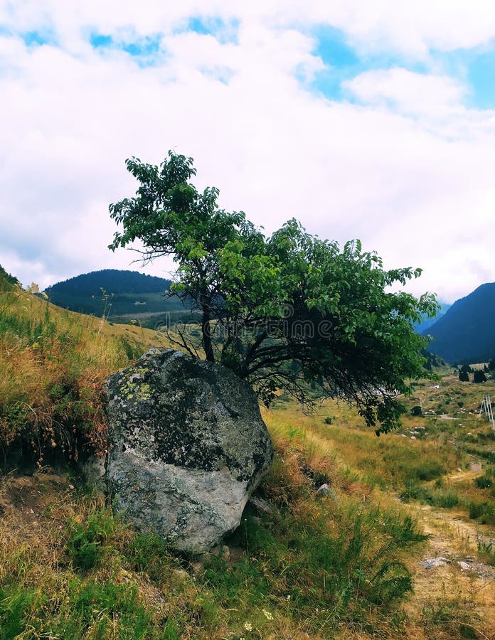 A tree grows out of stone stock image. Image of stone - 160820637