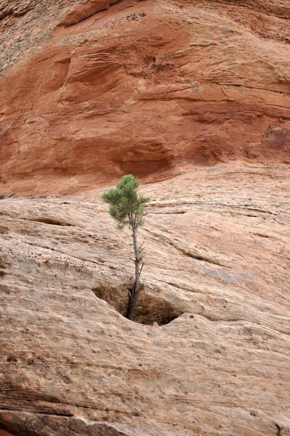 Tree Grows from Rock stock image. Image of tree, unattached - 12737685
