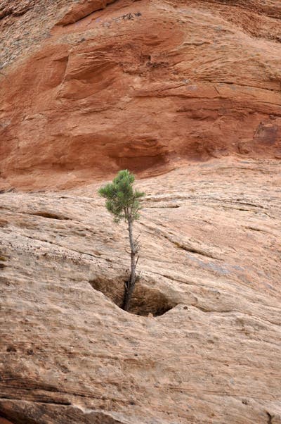 1,035 Tree Growing Out Rock Stock Photos - Free & Royalty-Free Stock ...