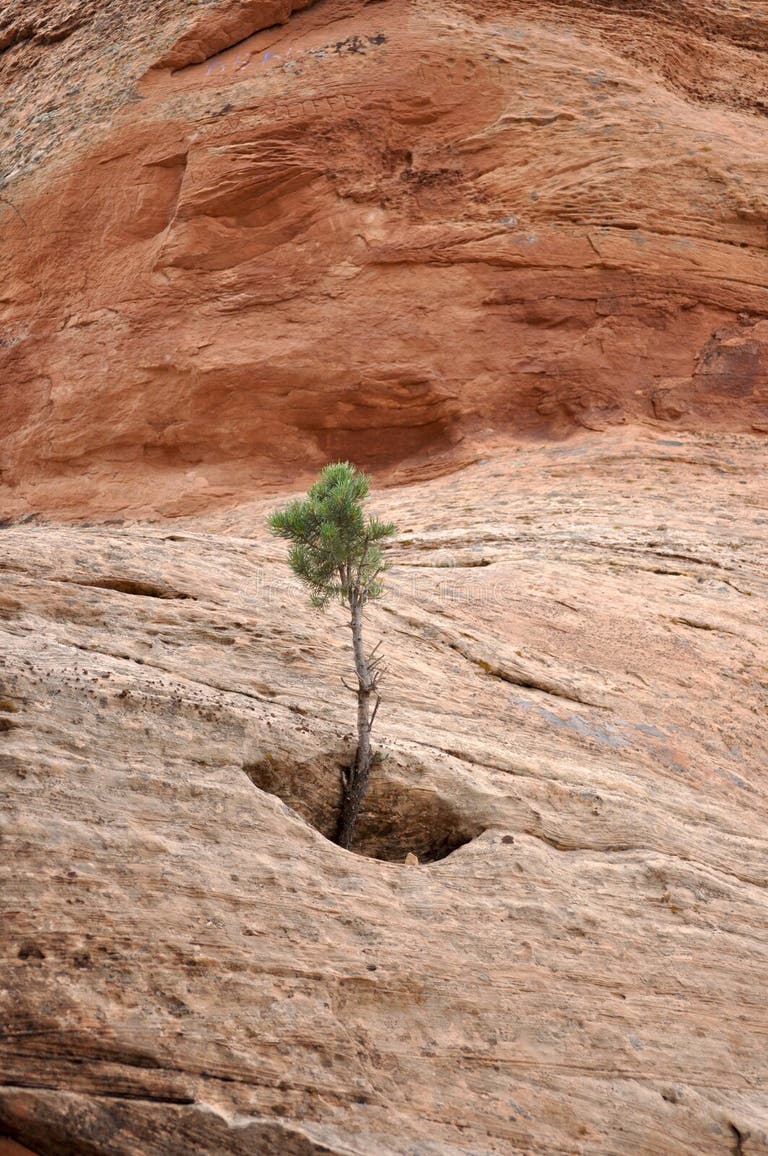 1,035 Tree Growing Out Rock Stock Photos - Free & Royalty-Free Stock ...