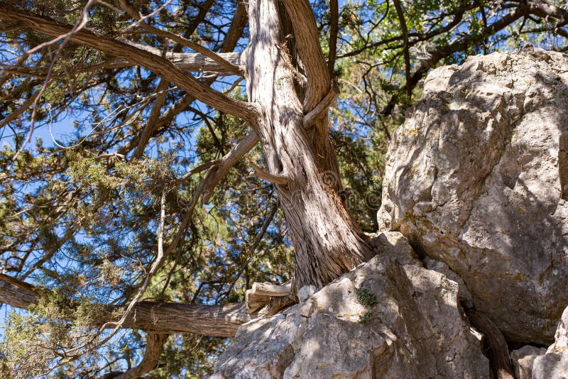 A tree grows on a rock stock photo. Image of design - 196355934