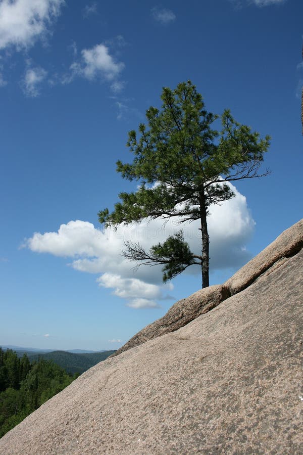 The tree grows on a rock. stock image. Image of branch - 213980985