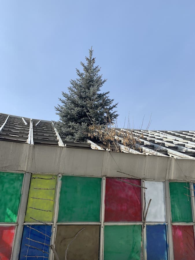 The Tree Grows through the Roof. a Sunny Day Stock Photo - Image of ...