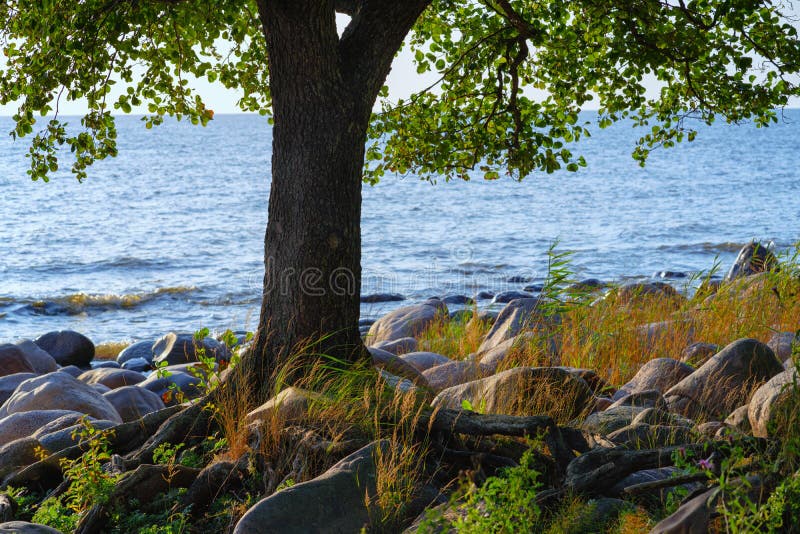A Tree Grows on a Sea Beach with Stones Stock Image - Image of journey ...