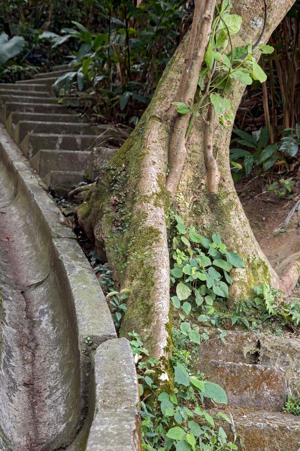 479 Tree Roots Stairs Stock Photos - Free & Royalty-Free Stock Photos ...
