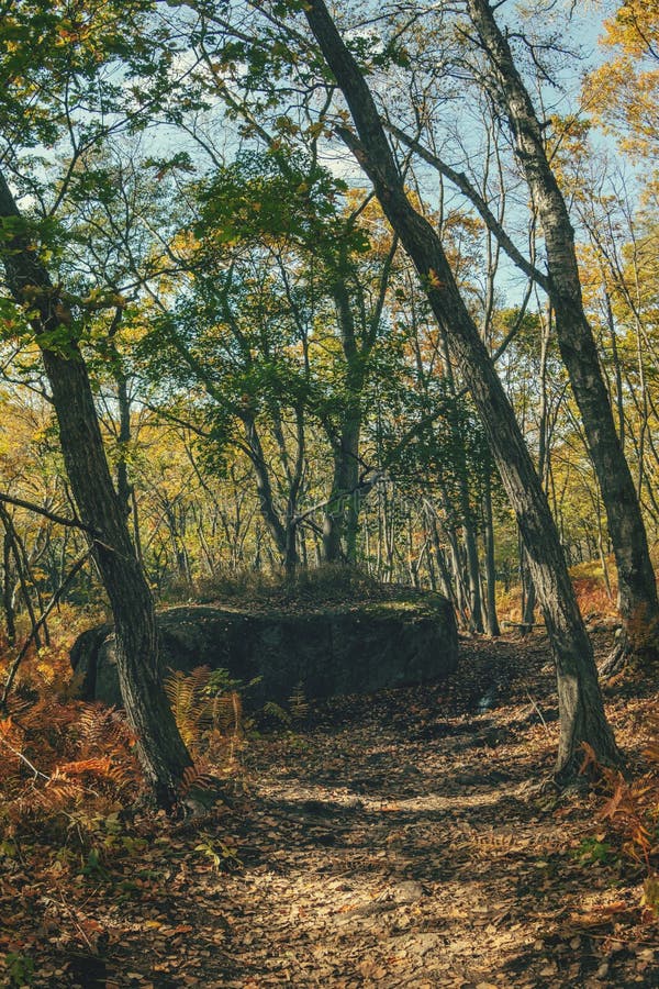 A Tree Grows from a Stone Lying on a Forest Path. Stock Image - Image ...