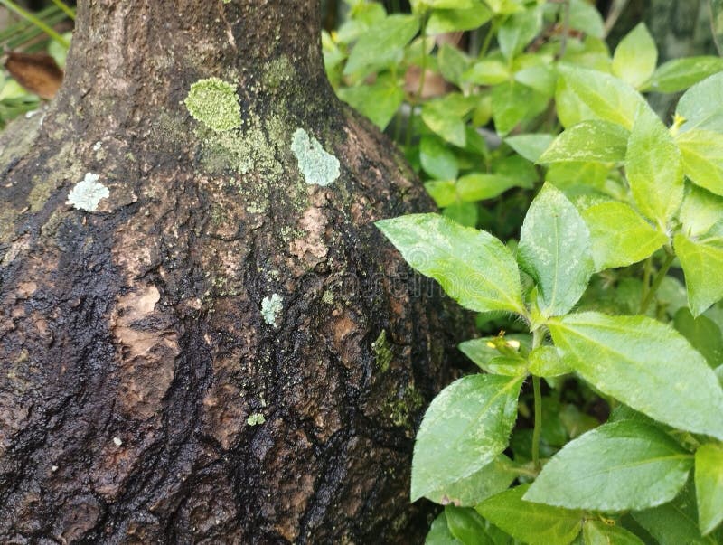 The Tree that Grows Synedrella Nodiflora is a Weed from the Asteraceae ...