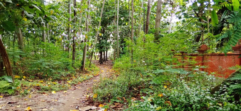 A Tree that Grows Tall and There are Very Beautiful Plants Stock Image ...
