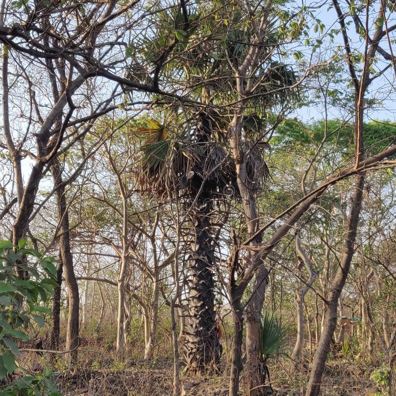 A Tree that Grows Thorns on Its Body for Protection Stock Photo - Image ...