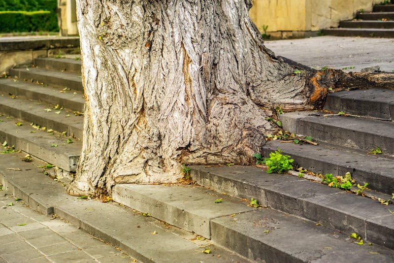 The Tree Grows To Bring the Stone Steps without Destroying Them. Stock ...