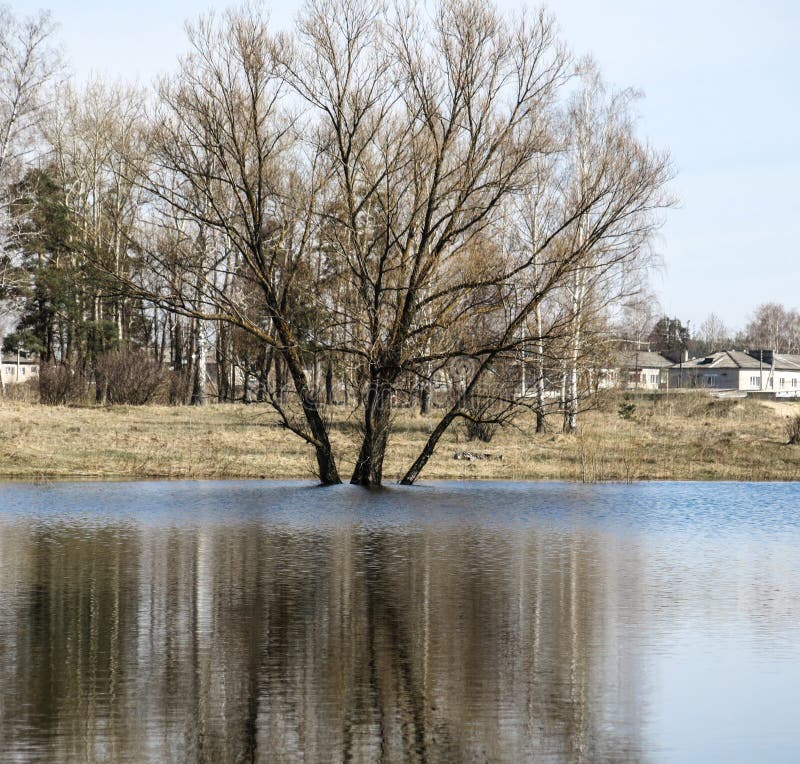 Tree in the water stock image. Image of withered, lake - 102734063
